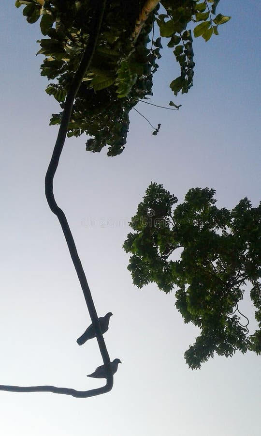 Two birds on a tree branch stock image. Image of birds - 209366421