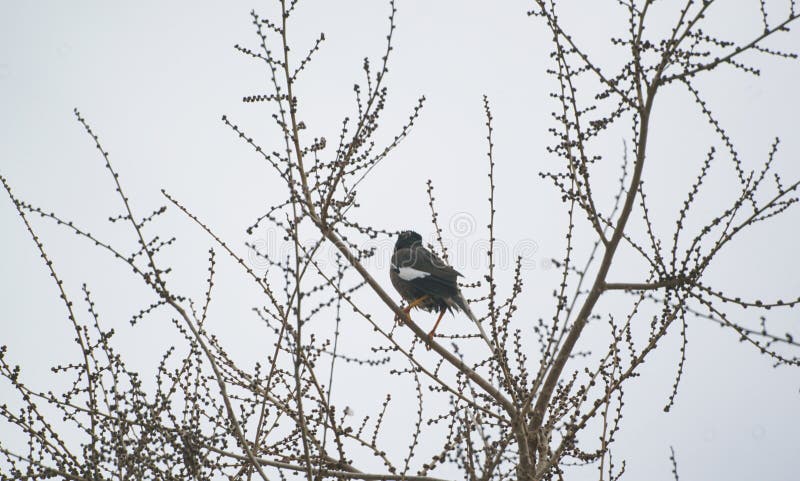 Two birds on tree branches stock photo. Image of cold - 240034254