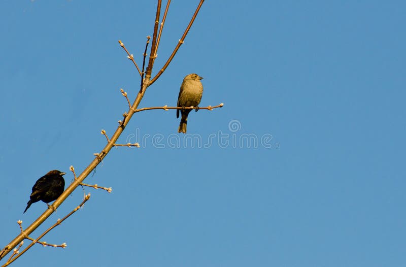 Two birds stock image. Image of wild, spring, pair, branch - 30581475