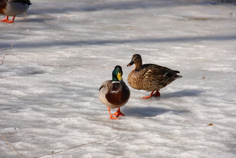 Two-birds-walking-on ice stock image. Image of birds - 12771353