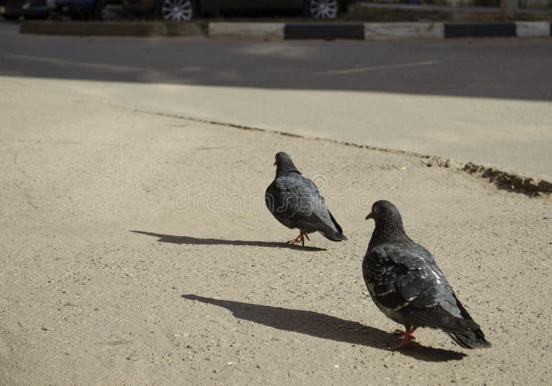 Two Birds Walking on the Street. Birds Closeup Stock Photo - Image of ...