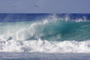 Two birds and a wave stock photo. Image of wave, tropical - 43554
