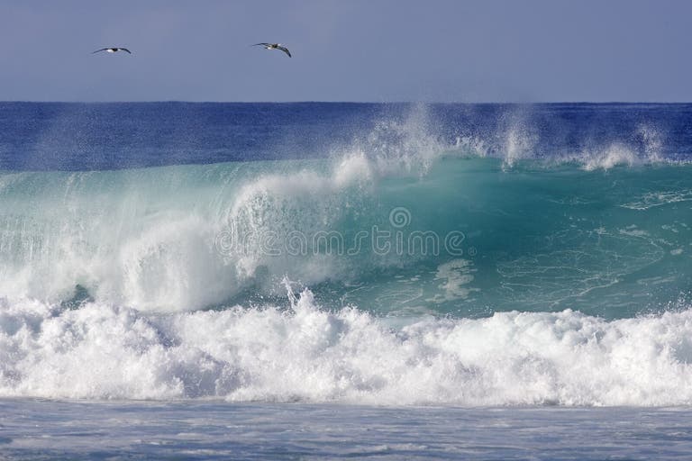 Two birds and a wave stock photo. Image of wave, tropical - 43554