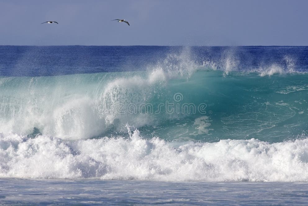 Two birds and a wave stock photo. Image of wave, tropical - 43554