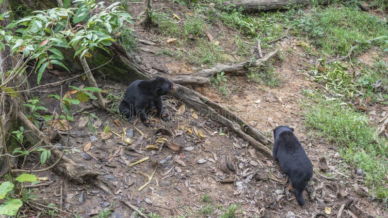 Two Biruangs are Feeding in the Bornean Sun Bear Conservation Centre ...