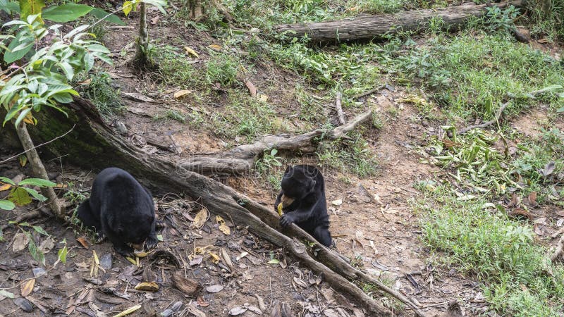 Two Biruangs are Feeding in the Bornean Sun Bear Conservation Centre ...