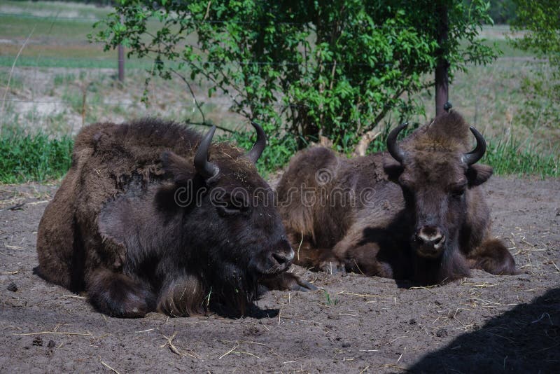 Two Bison are in the Field. Stock Photo - Image of green, wood: 182377444