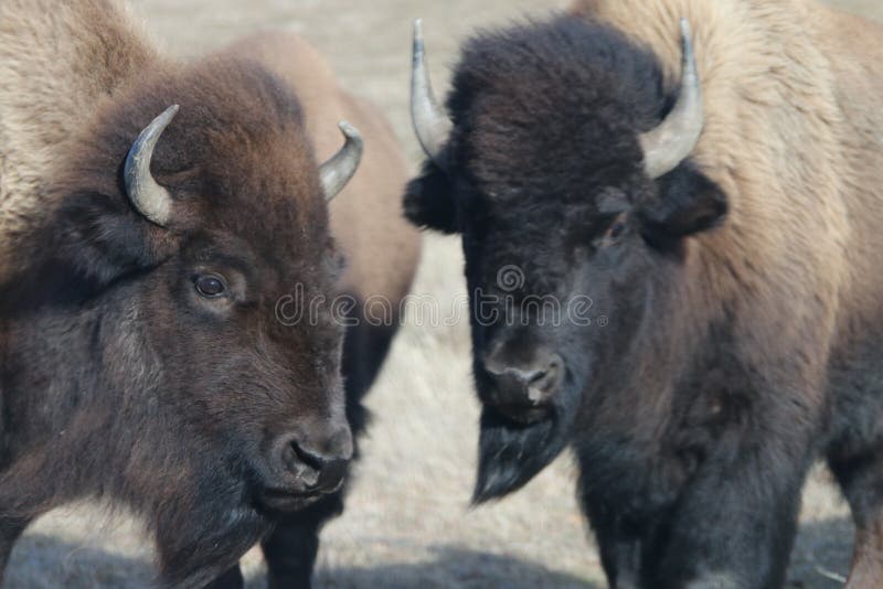 Two Bison/Buffalo stock photo. Image of plains, fauna - 58096688