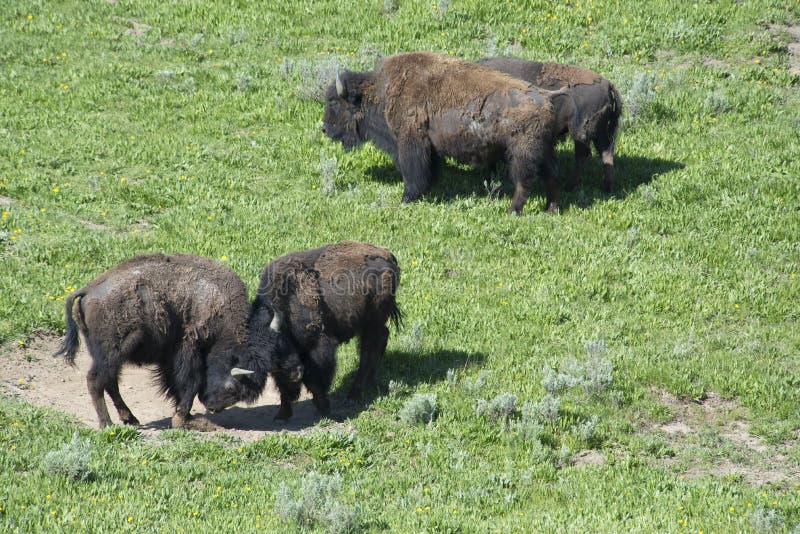 Two Bison Bulls Play at Fighting. Stock Image - Image of dangerous ...