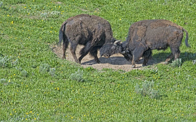 Aggressive Bison Yellowstone National Park Stock Photos - Free ...