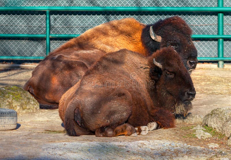 Two Bison stock photo. Image of female, lying, herbivore - 253965218