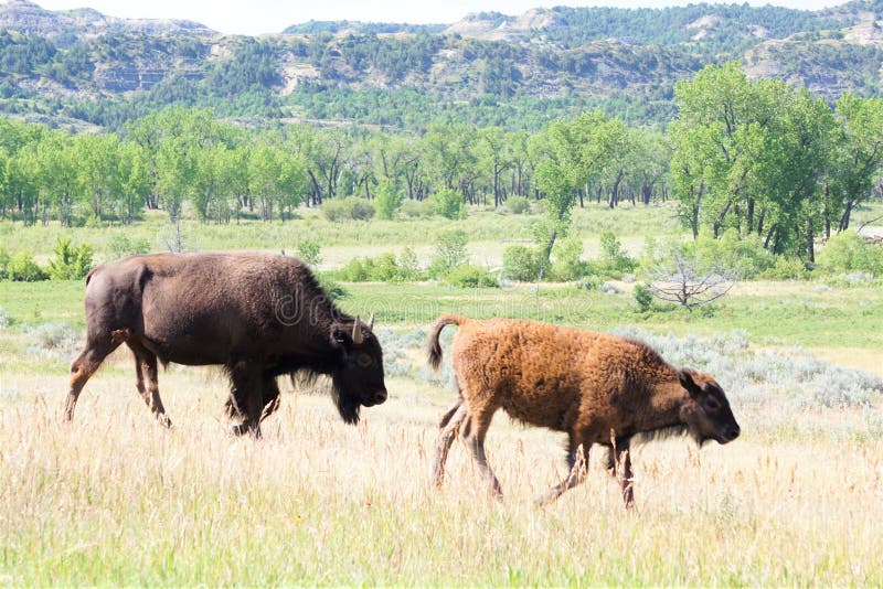 Two Bison stock photo. Image of high, drought, meadow - 97226178