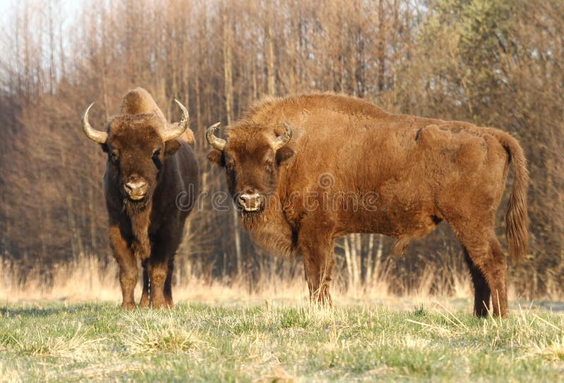 Two bisons stock image. Image of massive, horn, wildlife - 40512445