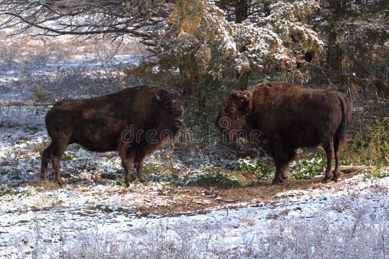Buffalo`s Standing Under the Shelter of Tree Limbs from the Winter Snow ...
