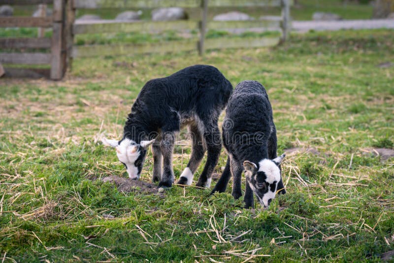 Two Black Baby Goats Eating of the Fresh Spring Grass in a Farm Pasture ...