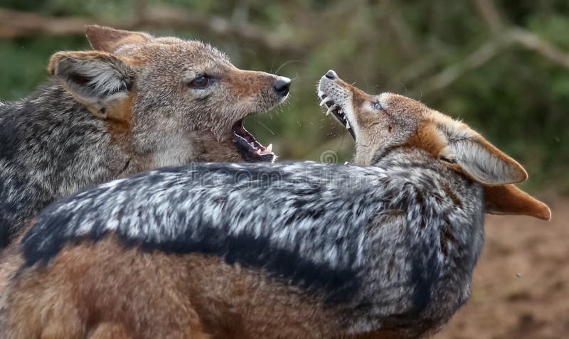 Jackals Fighting with Teeth Showing Stock Photo - Image of addo, teeth ...
