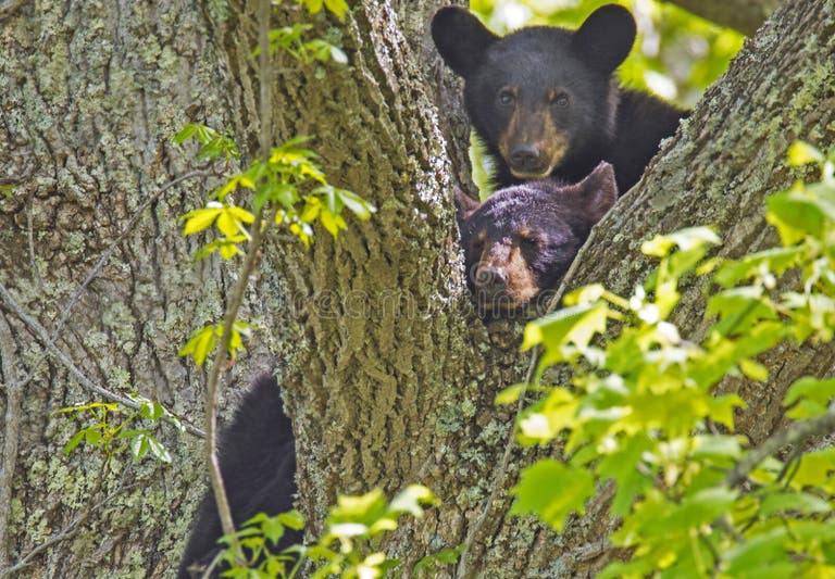 171 Black Bear Yearling Stock Photos - Free & Royalty-Free Stock Photos ...