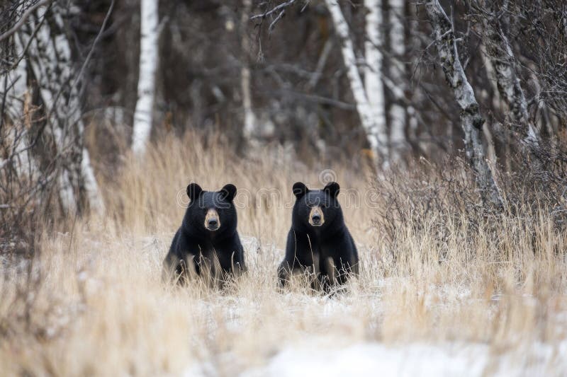 Two Black Bears Sit in Tall Grass, a Serene Natural Setting Stock Photo ...