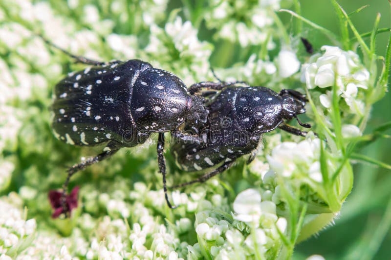 Two Black Beetles with White Spots, Polyphylla Fullo Stock Photo ...
