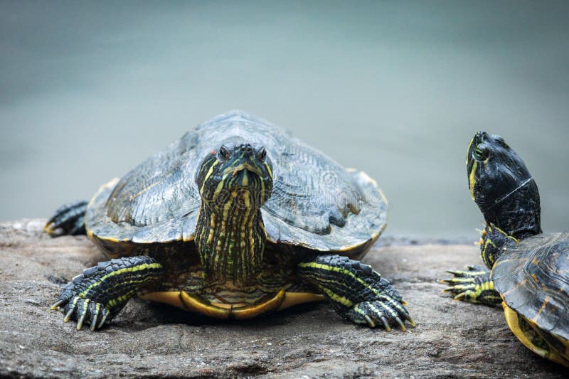 Two Black-bellied Sliders Standing on a Wooden Surface, Looking at the ...