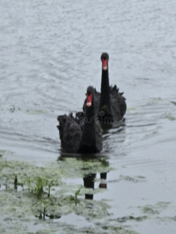 Two Black Birds Swimming Toward the Camera Stock Photo - Image of beak ...