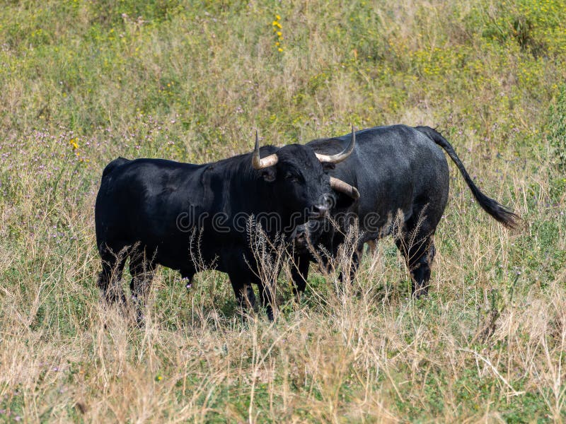 Two Black Brave Bulls Standing in a Field Grazing in the Pasture Stock ...