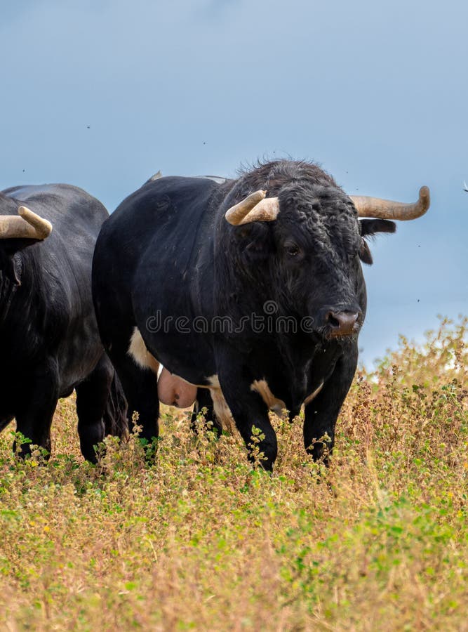 Two Black Brave Bulls Standing in a Field Grazing in the Pasture Stock ...