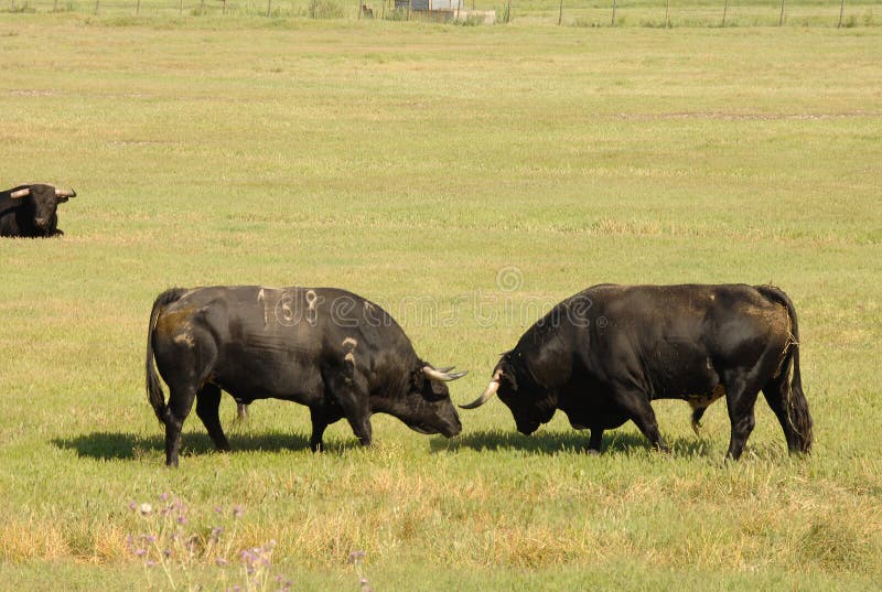 Two black bulls fighting stock photo. Image of enemy, horne - 3154256