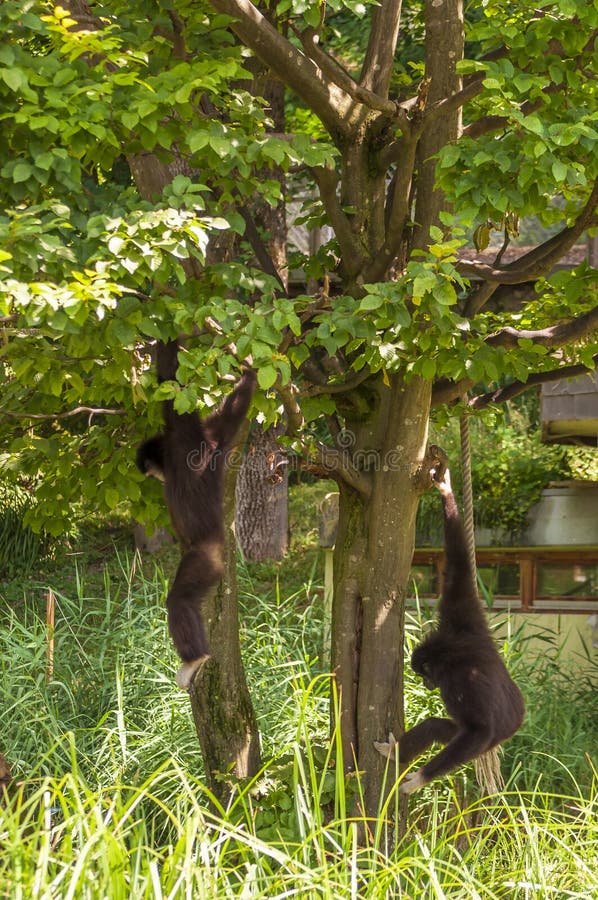 Two Black Capuchin Monkeys Playing on Ropes Stock Image - Image of baby ...