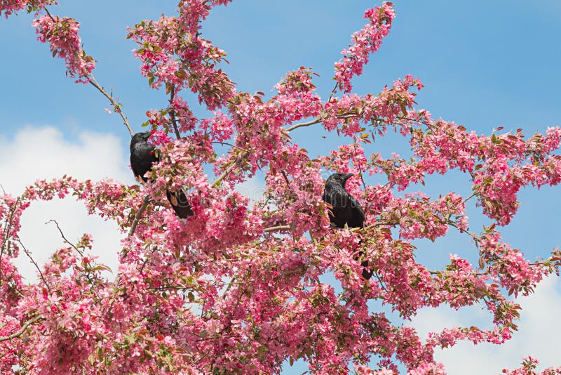 Two Black Carrion Crows Sitting in a Red Blooming Crab Apple Tree, Blue ...