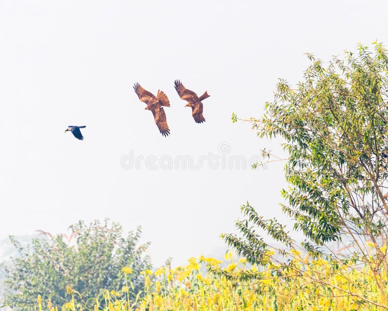 Two Black Chasing stock photo. Image of flight, fast - 325711434
