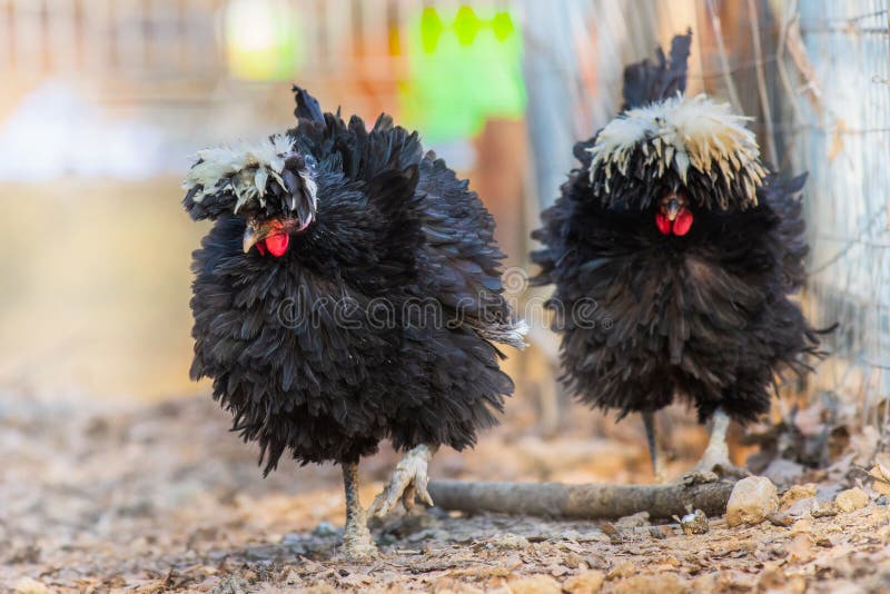 Two Black Chicken at Chicken Farm Stock Image - Image of brown, animals ...