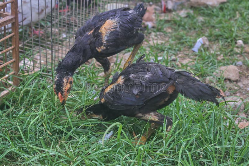 Two Black Chickens Looking for Food in the Grass Stock Image - Image of ...