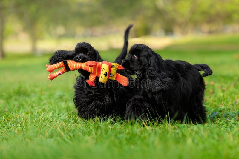 Two Black Cocker Spaniel Puppies Playing with Orange Toy on Grass Stock ...