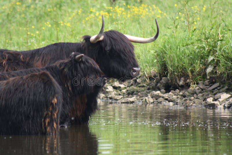 Two Black Colored Highlander Cows with Long Horns Standing in the Water ...