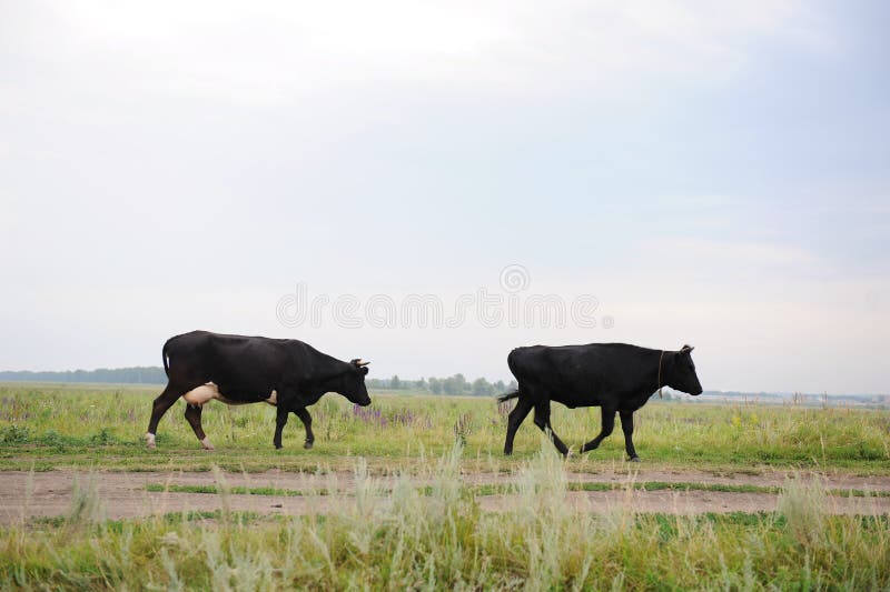 Two Black Cows Go on the Road through Field Stock Image - Image of ...