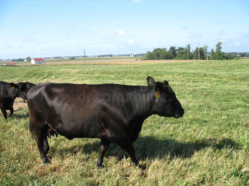 Two Black Cows are Standing in an Open Field Looking for Food Stock ...