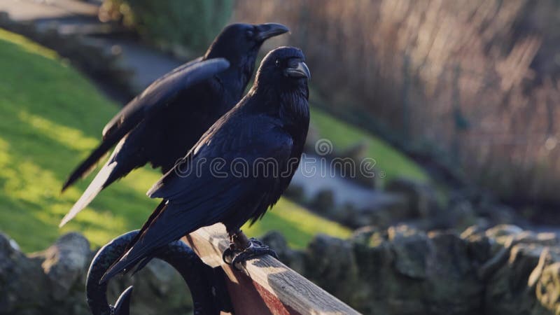 Two Black Crows Close-Up Squawking Stock Footage - Video of crowing ...