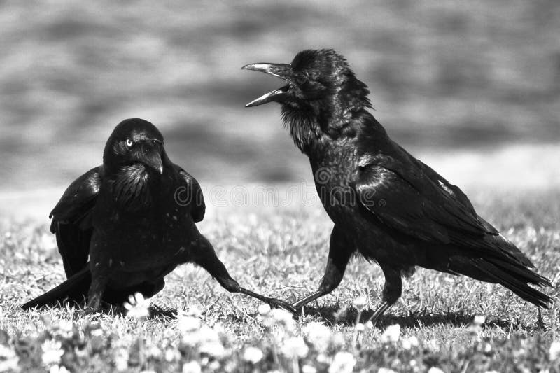 Two black crows in flight. stock photo. Image of crow - 10664062