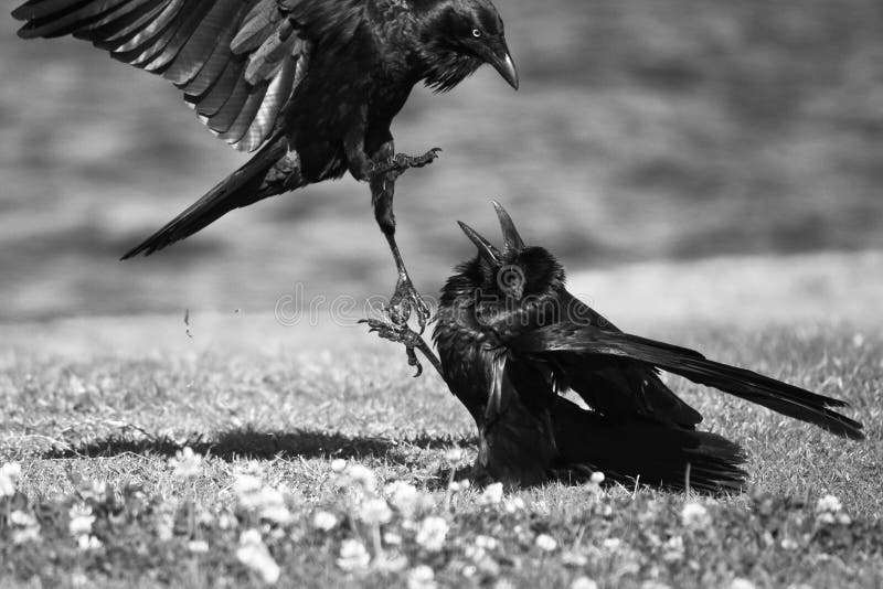 Two black crows in flight. stock photo. Image of crow - 10664062