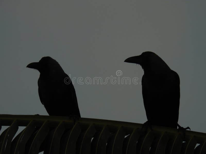 Two black crows at evening stock photo. Image of evening - 78472784