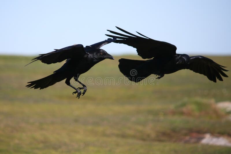 Two black crows in flight. stock photo. Image of crow - 10664062