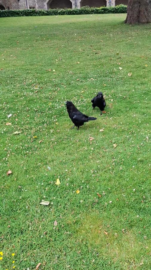 Two Black Crows on a Lawn Vertical Stock Video - Video of vertical ...