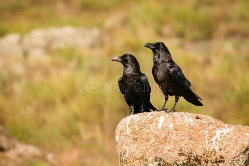 Two black crows stock image. Image of feather, national - 84367673