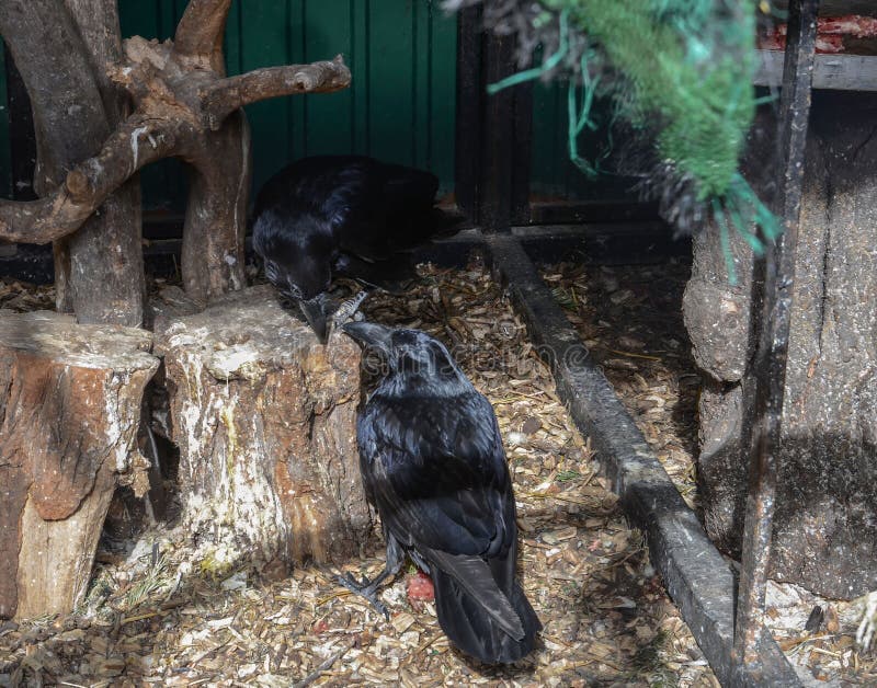 Two Black Crows Playing with Each Other is an Amazing Sight and a ...