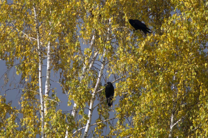 Two Black Crows Sit on the Branches Stock Image - Image of birches ...