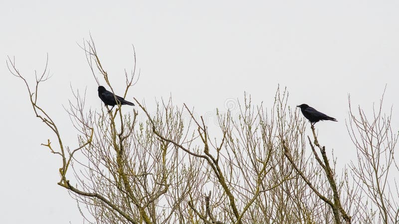 Two Crows Sitting on the Branches of a Bare Tree - Corvus Stock Photo ...