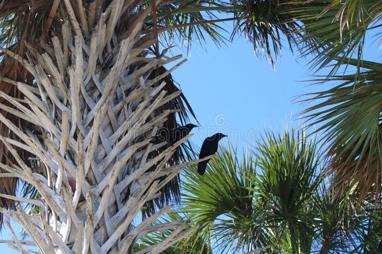 Two Black Crows Sitting in a Palm Tree with a Bright Blue Sky ...