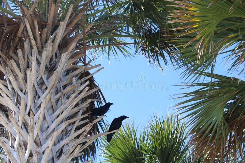 Two Black Crows Sitting in a Palm Tree with a Bright Blue Sky ...