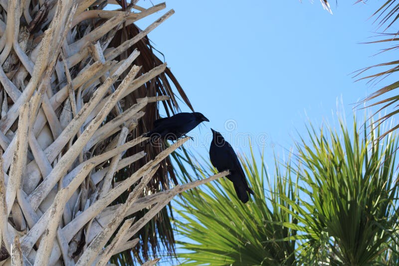 Two Black Crows Sitting in a Palm Tree with a Bright Blue Sky ...